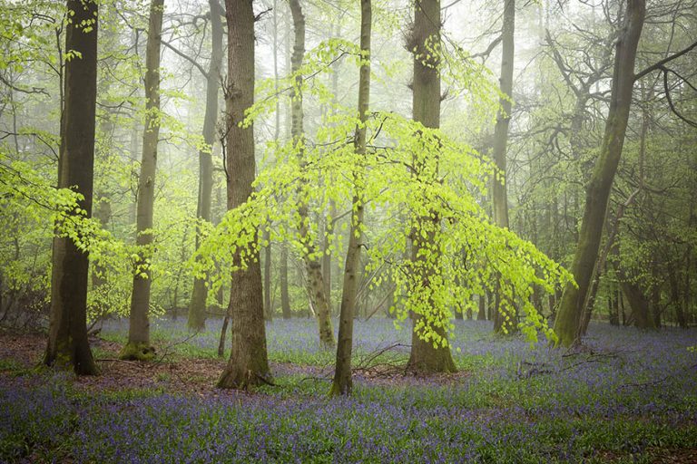 Self-isolation wellbeing - turn to nature - Promote Your School