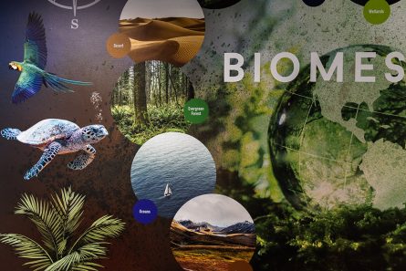 The Forest School Map and Biomes Wall Art - Promote Your School